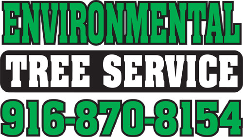 Valley Oak Tree Overview – Environmental Tree Service – Sacramento CA